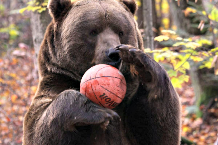 Bakken Bears, Danish Powerhouse - Court Side Newspaper